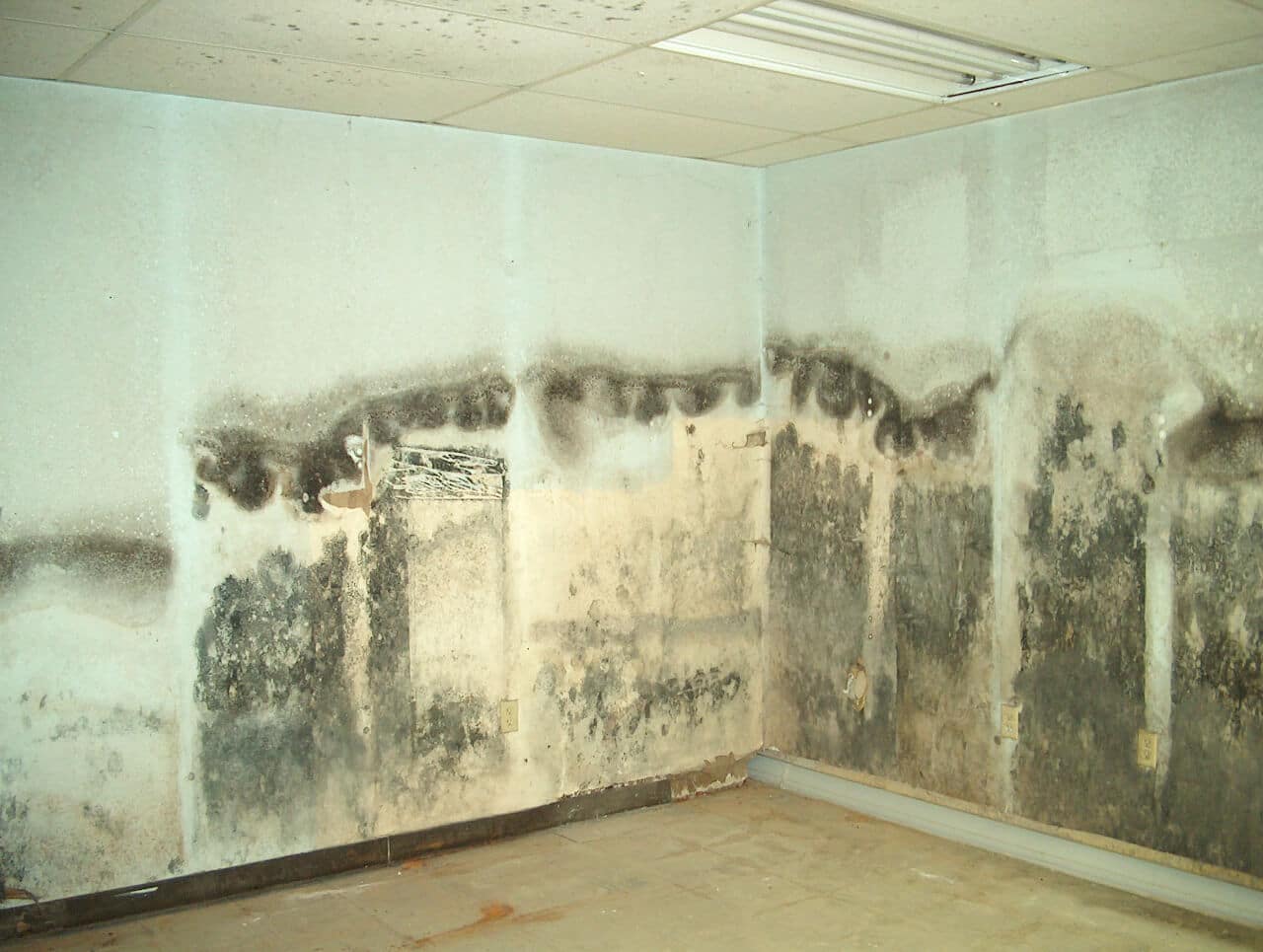 Claims for Mold Damage - Accurate Claims Consulting